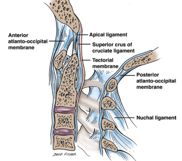 Movements of Upper Cervical Ligaments – Professionally Integrated Care